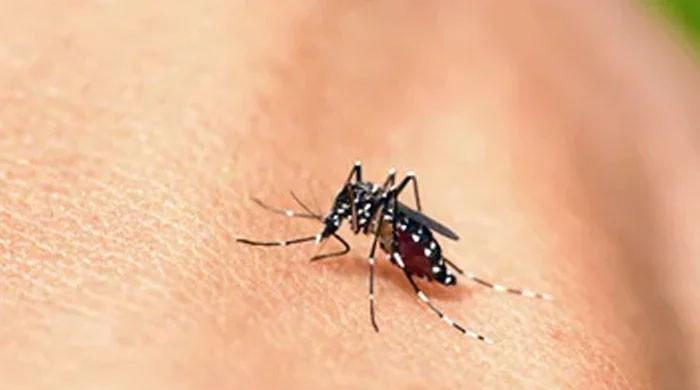 راولپنڈی: بڑی مقدار میں ڈینگی لاروا برآمد ہونے پر متعدد عمارات اور ...